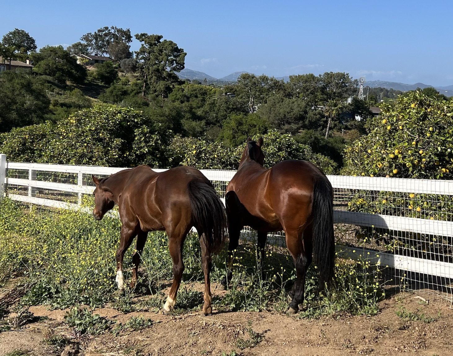 Little Olive Hill Stables